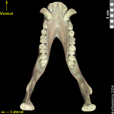 Bone Viewer | eSkeletons
