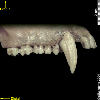 Bone Viewer | eSkeletons