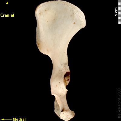 Bone Viewer | eSkeletons
