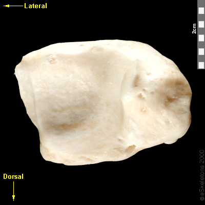 Bone Viewer | eSkeletons