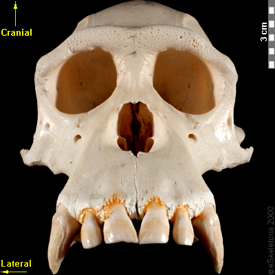 Chimpanzee Skull Anatomy