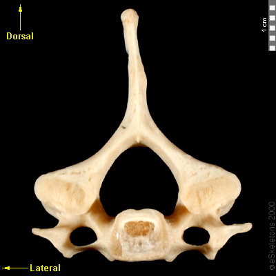 Bone Viewer | eSkeletons