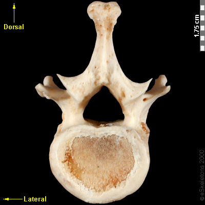 Bone Viewer | eSkeletons