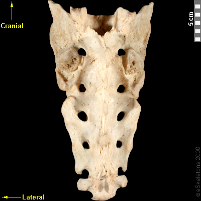 Bone Viewer | eSkeletons