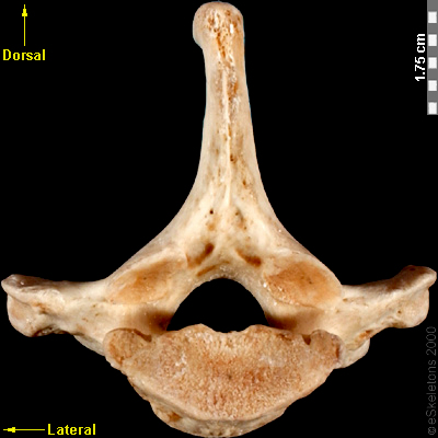 Bone Viewer | eSkeletons