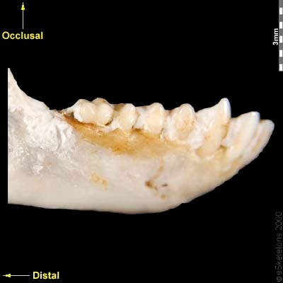 Bone Viewer | eSkeletons