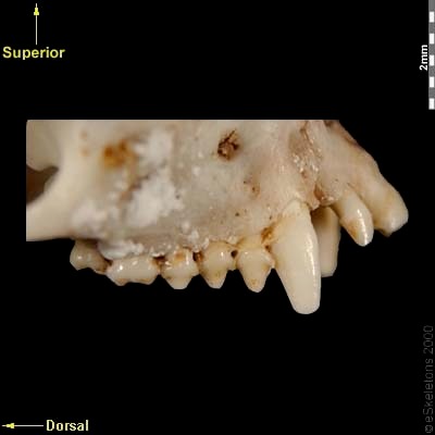 Bone Viewer | eSkeletons