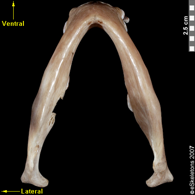 Bone Viewer | eSkeletons