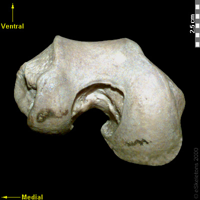 Bone Viewer | eSkeletons