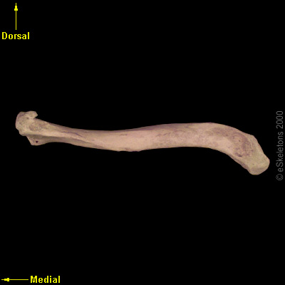 Bone Viewer | eSkeletons