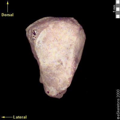 Bone Viewer | eSkeletons