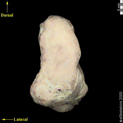 Bone Viewer | eSkeletons