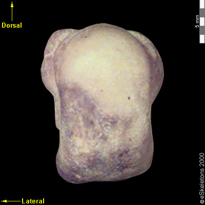Bone Viewer | eSkeletons