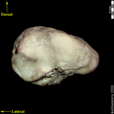 Bone Viewer | eSkeletons