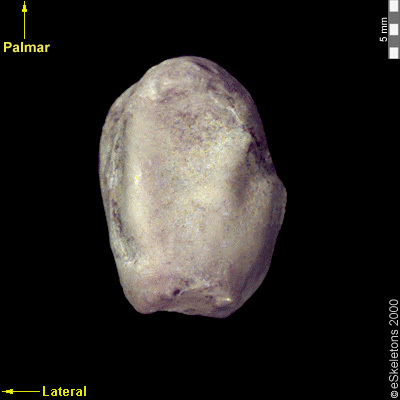 Bone Viewer | eSkeletons