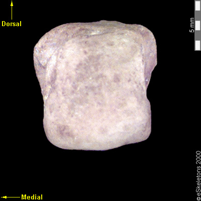 Bone Viewer | eSkeletons