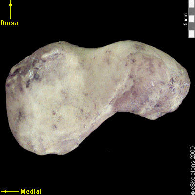 Bone Viewer | eSkeletons