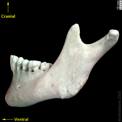 Bone Viewer | eSkeletons