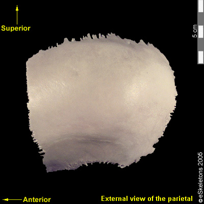 Bone Viewer | eSkeletons