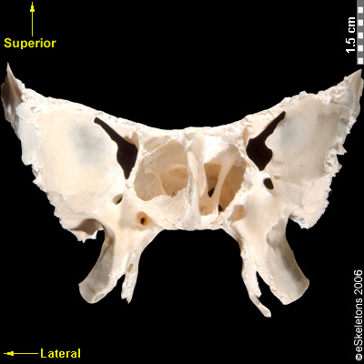 Bone Viewer | eSkeletons