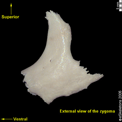 Bone Viewer | eSkeletons
