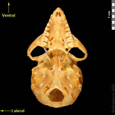 Bone Viewer | eSkeletons