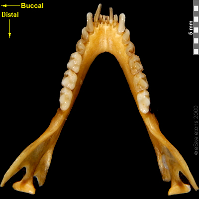 Bone Viewer | eSkeletons