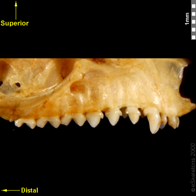 Bone Viewer | eSkeletons