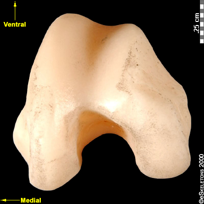 Bone Viewer | eSkeletons