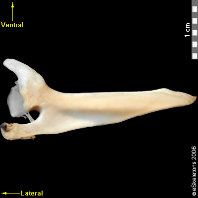 Bone Viewer | eSkeletons