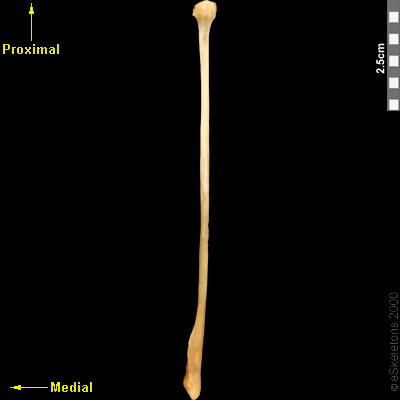 Bone Viewer | eSkeletons