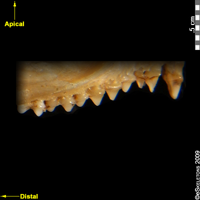 Bone Viewer | eSkeletons