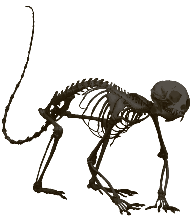 Common Marmoset Skeleton
